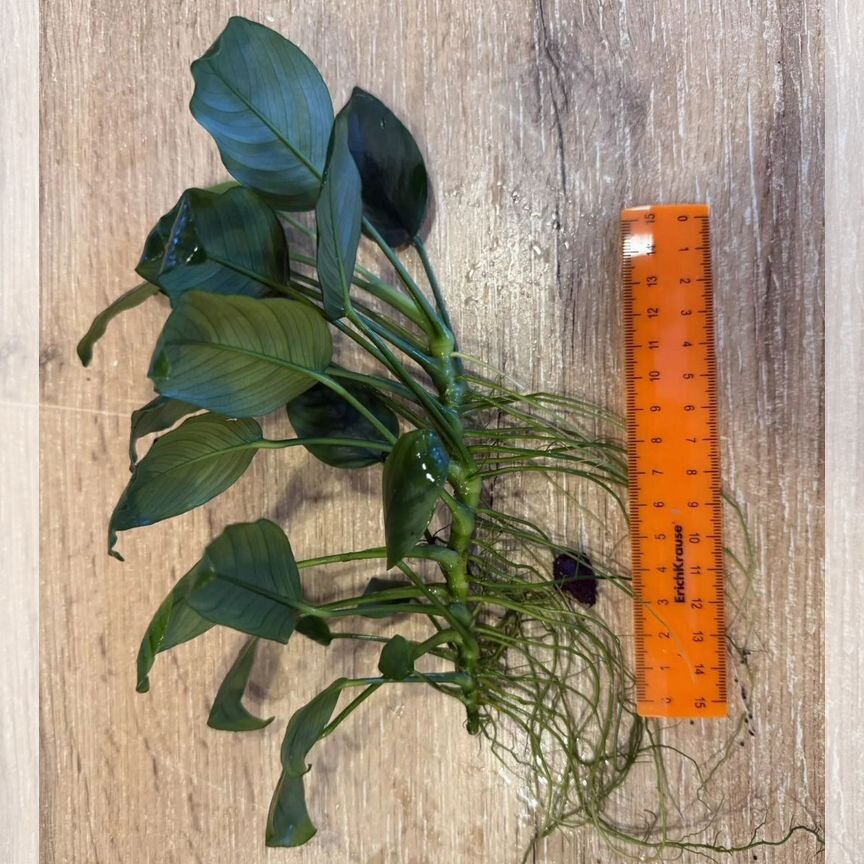 Аквариумное растение анубиас