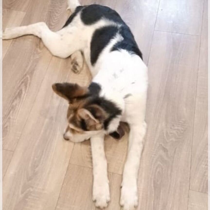 Щенок в добрые руки