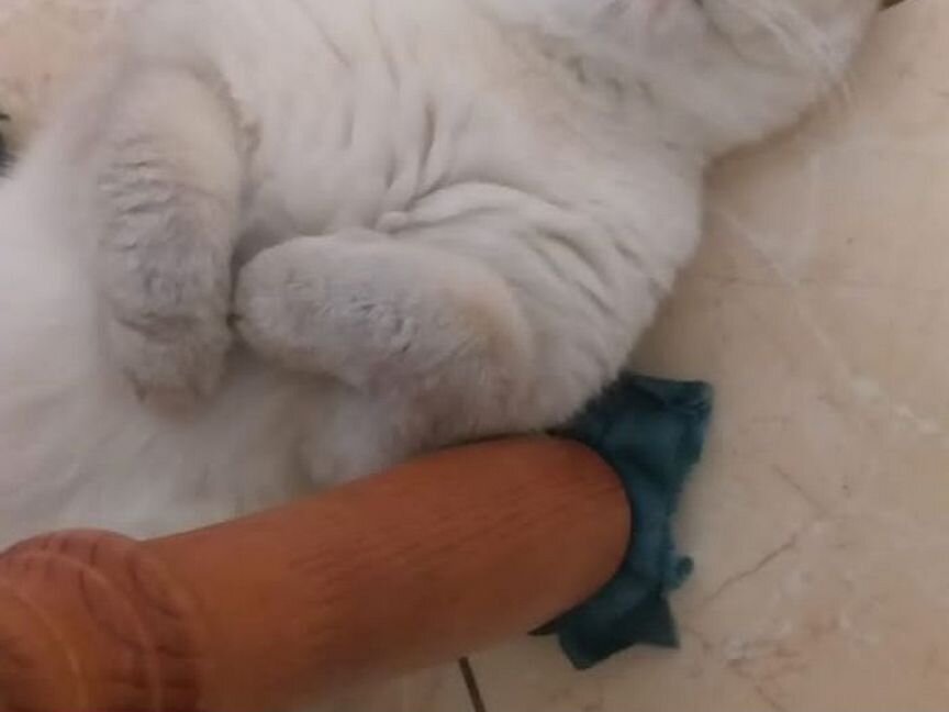 Кошка