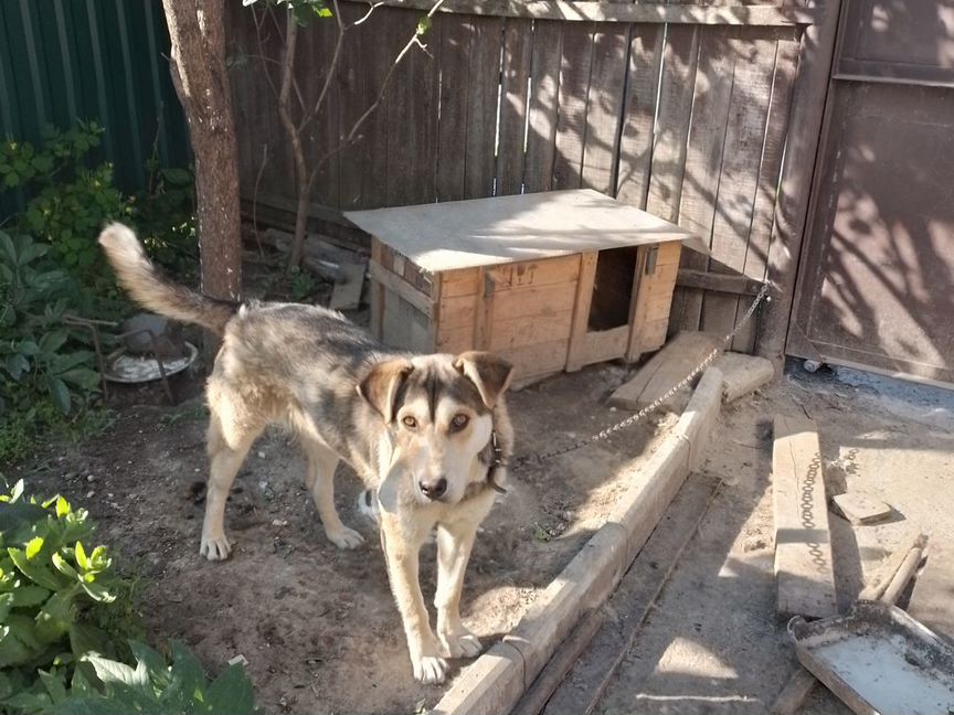 Отдам собаку в хорошие руки.Кобель 8 мес