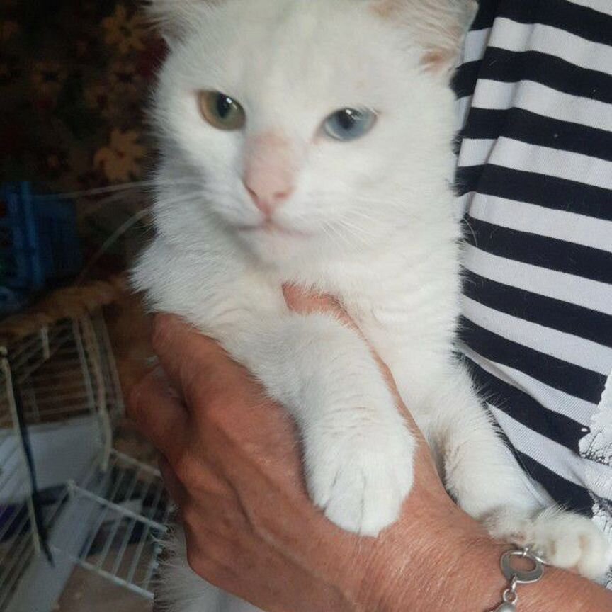 Кошечка с воинской части в добрые руки