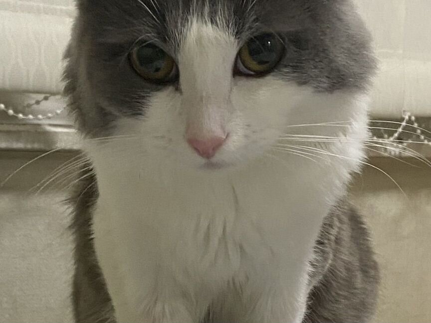 Отдам кота Кузя 2 года