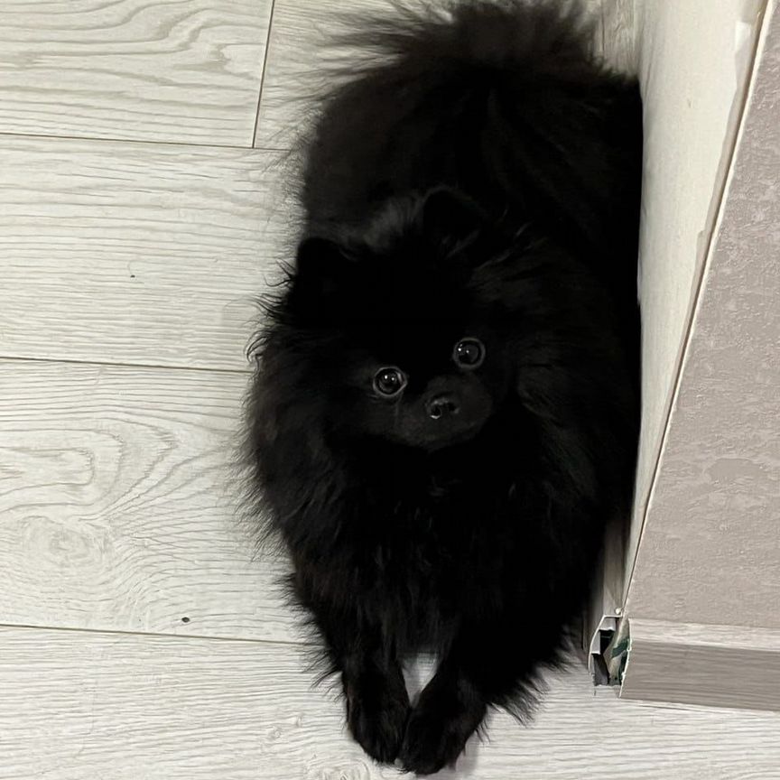 Немецкий шпиц, взрослая собака