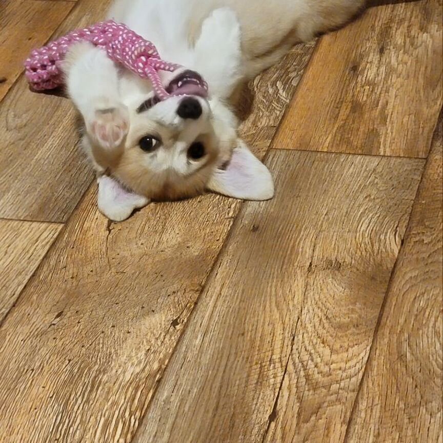 Пристраивается шикарная корги