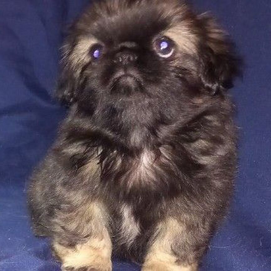 Пекинесики