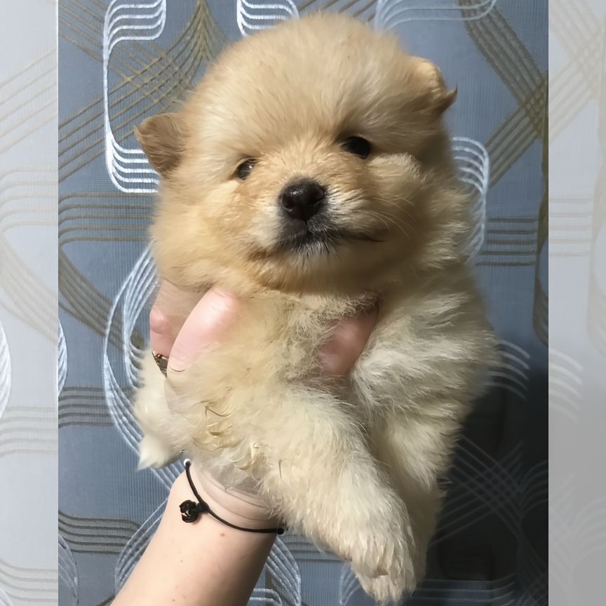 Померанский шпиц, щенок