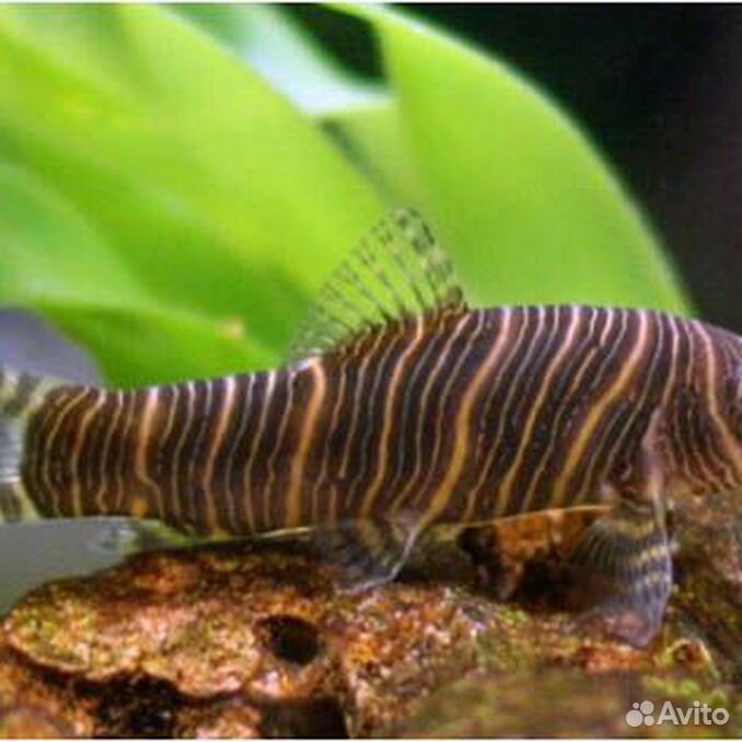 Боция Тигровая стриата (Botia Helodes)