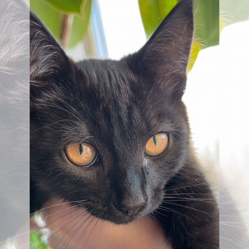 Котята сиамской кошки