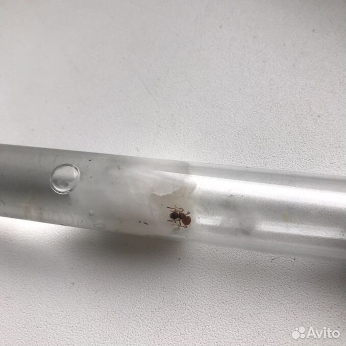 Матка муравьев Mirmica rubra 7штук