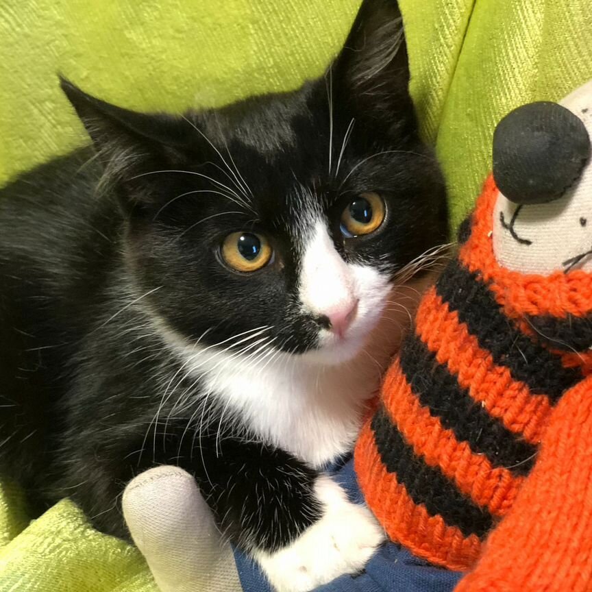 Котёнок Сирано ищет свою семью