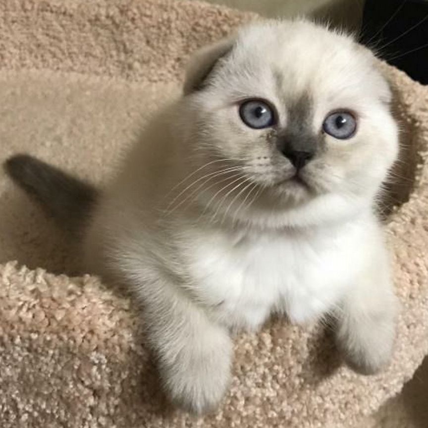 Британский короткошёрстный котёнок