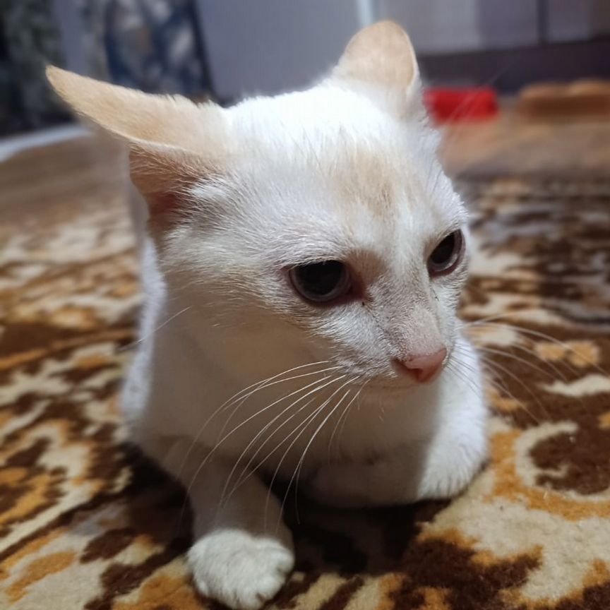 Кошечка