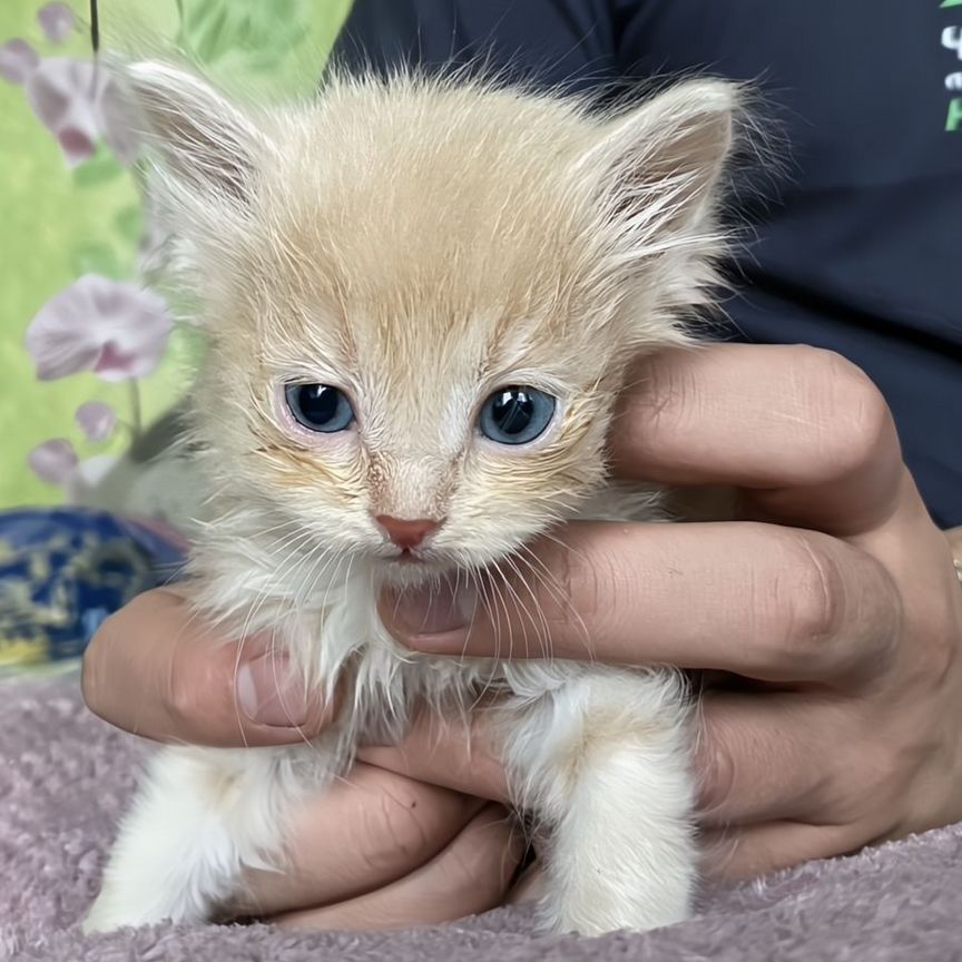Котёнок в добрые руки