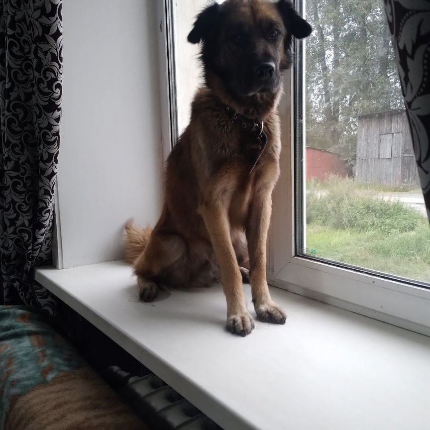 Собака в добрые руки отдам бесплатно