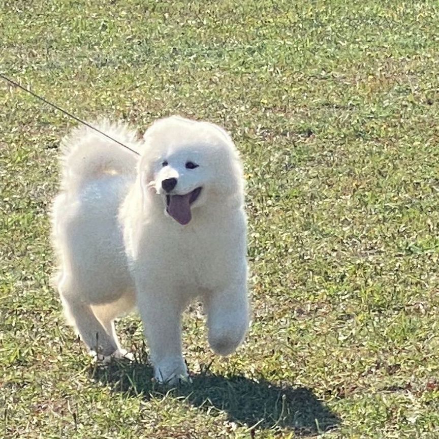 Щеночек девочка самоеда