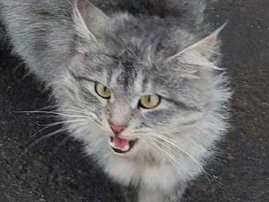 Выживает в люке красивый, ручной пушистый брошенка