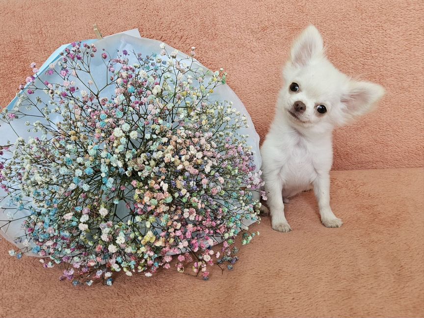 Чихуахуа мини,мальчик