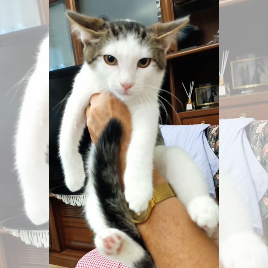 Котенок мальчик 4 месяца