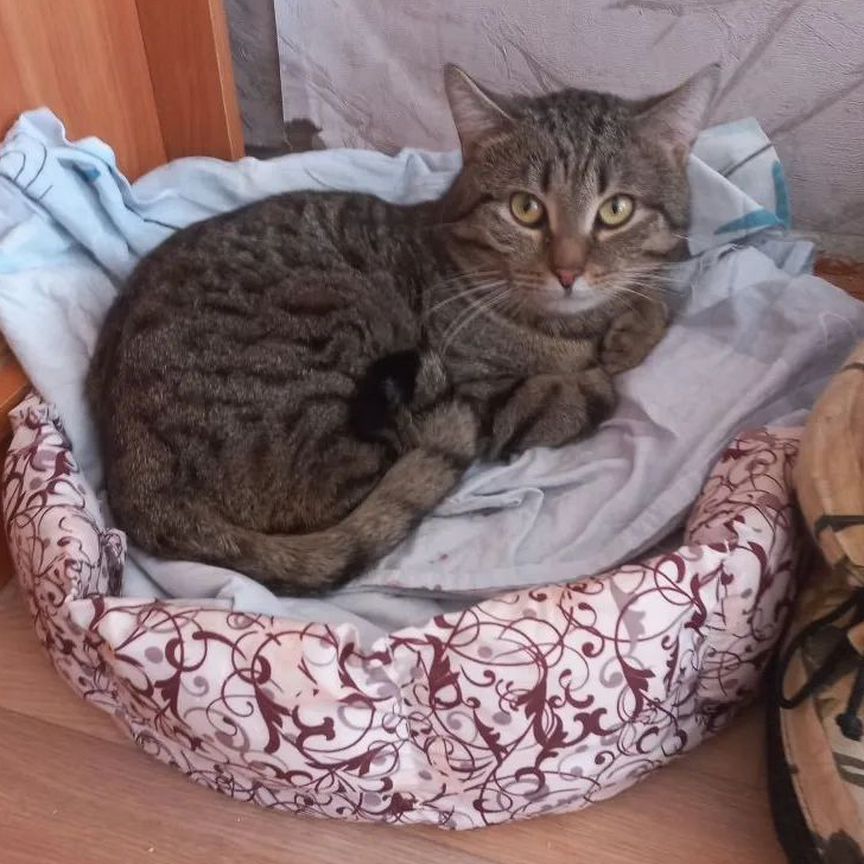 Взрослый кот в добрые руки