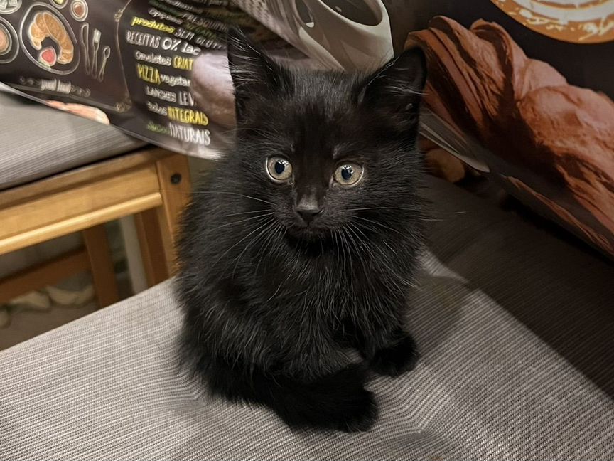 Кошка