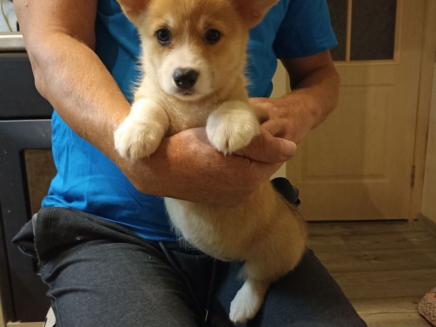 Вельш-Корги Пемброк. Красивые щеночки :)