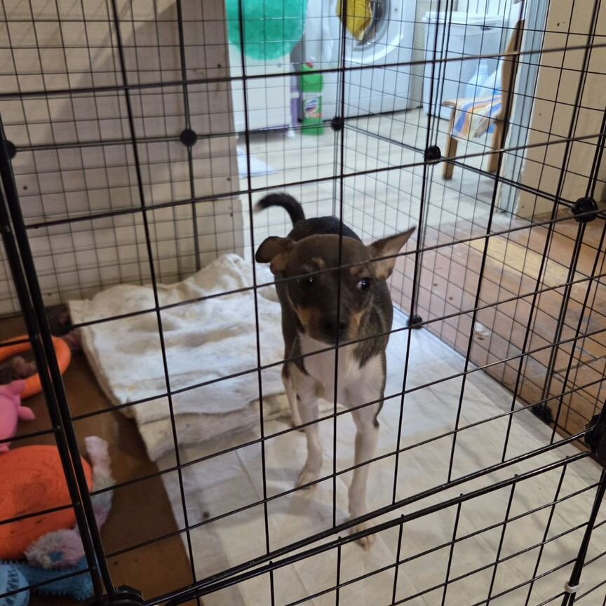 Джек-рассел-терьер, щенок