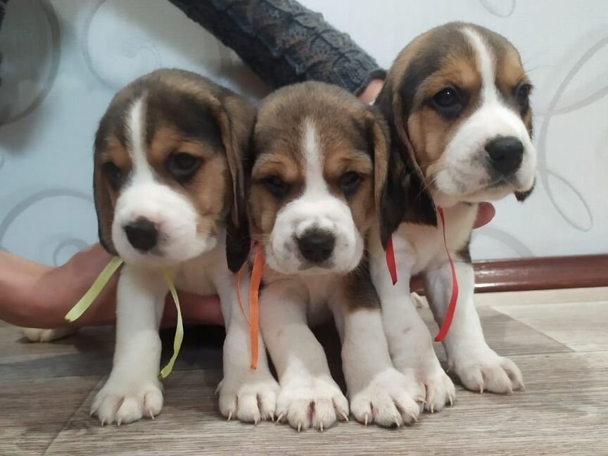 Бигля щенки