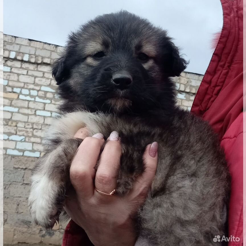 Девочка,грустинка 2.5 мес