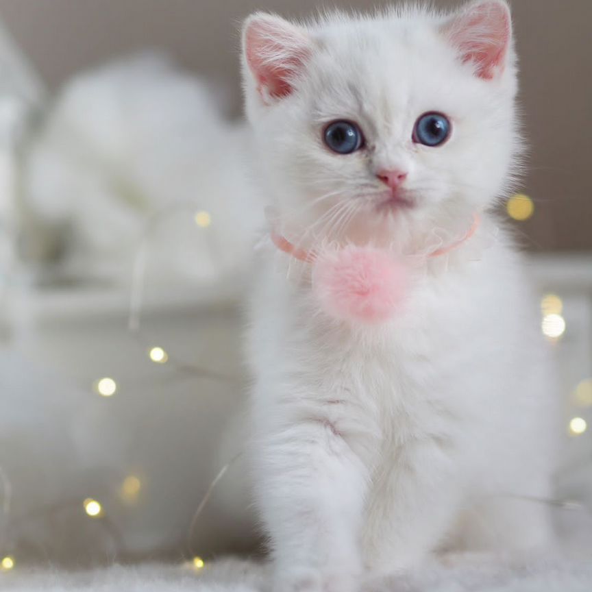 Очаровательная британочка