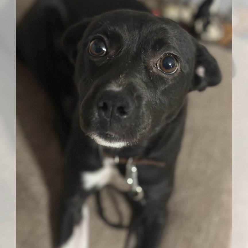 Взрослая собака в добрые руки