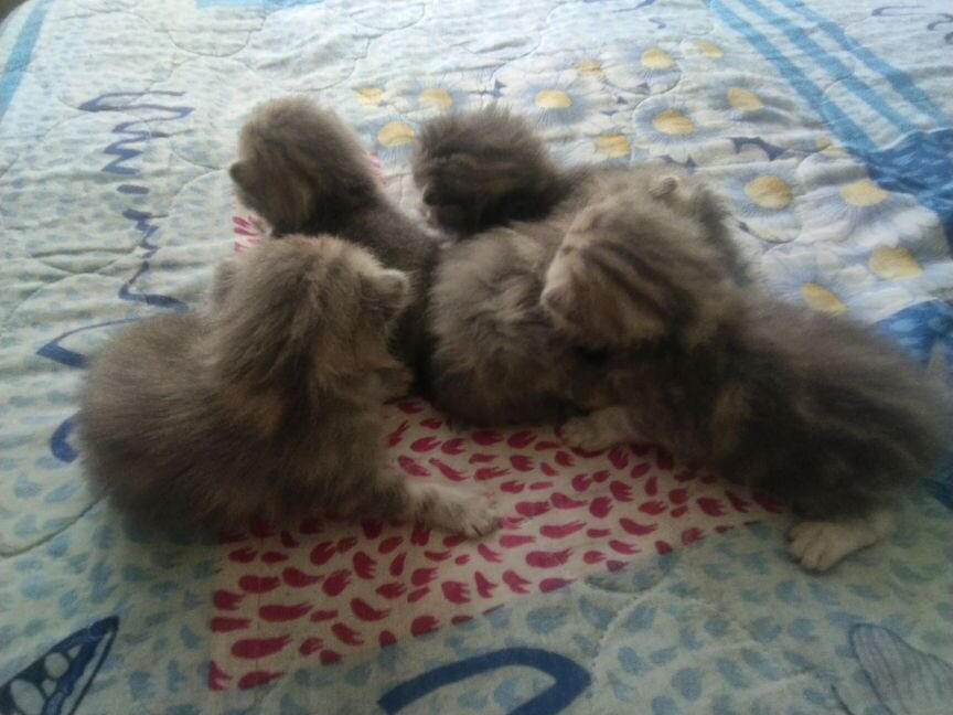 Шотландские котята