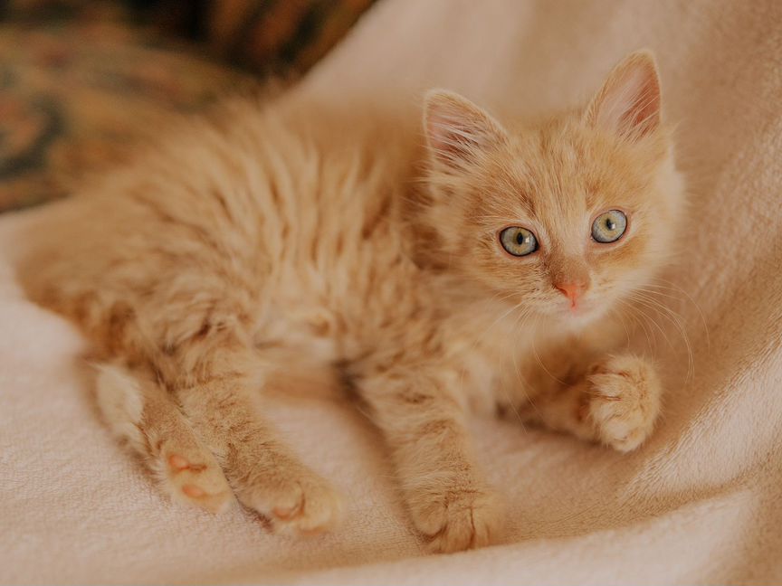 Рыжий пушистый котенок 2.5мес