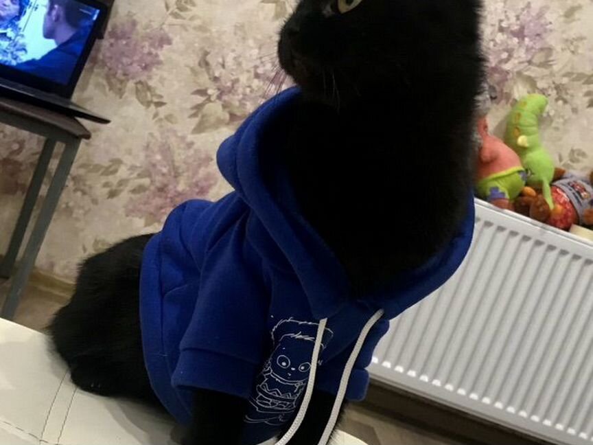 Вслоухая шотланская кошка