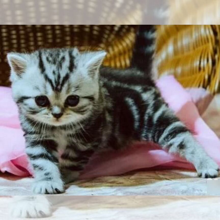 Британские Мраморные котята
