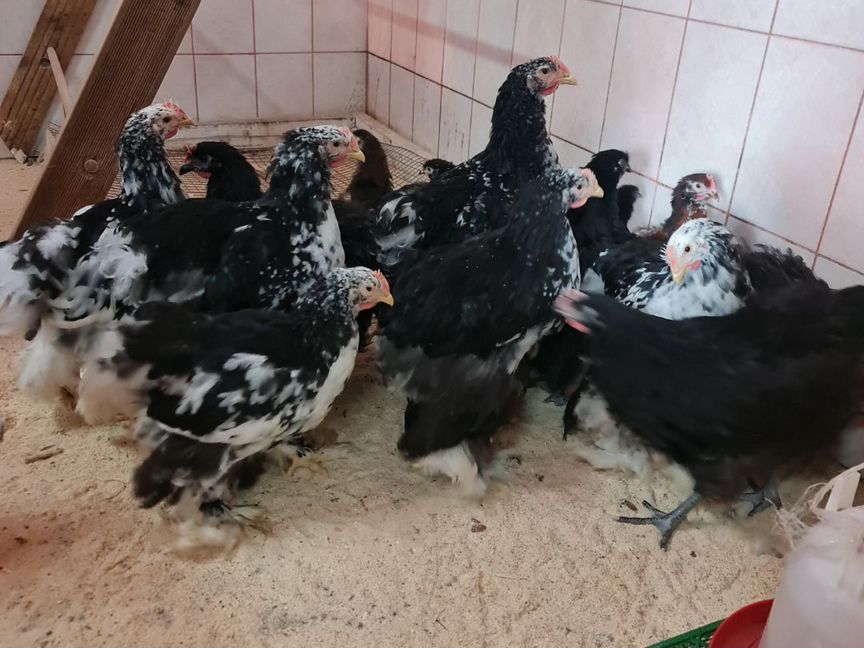 Куры кокинхины,орпингтоны