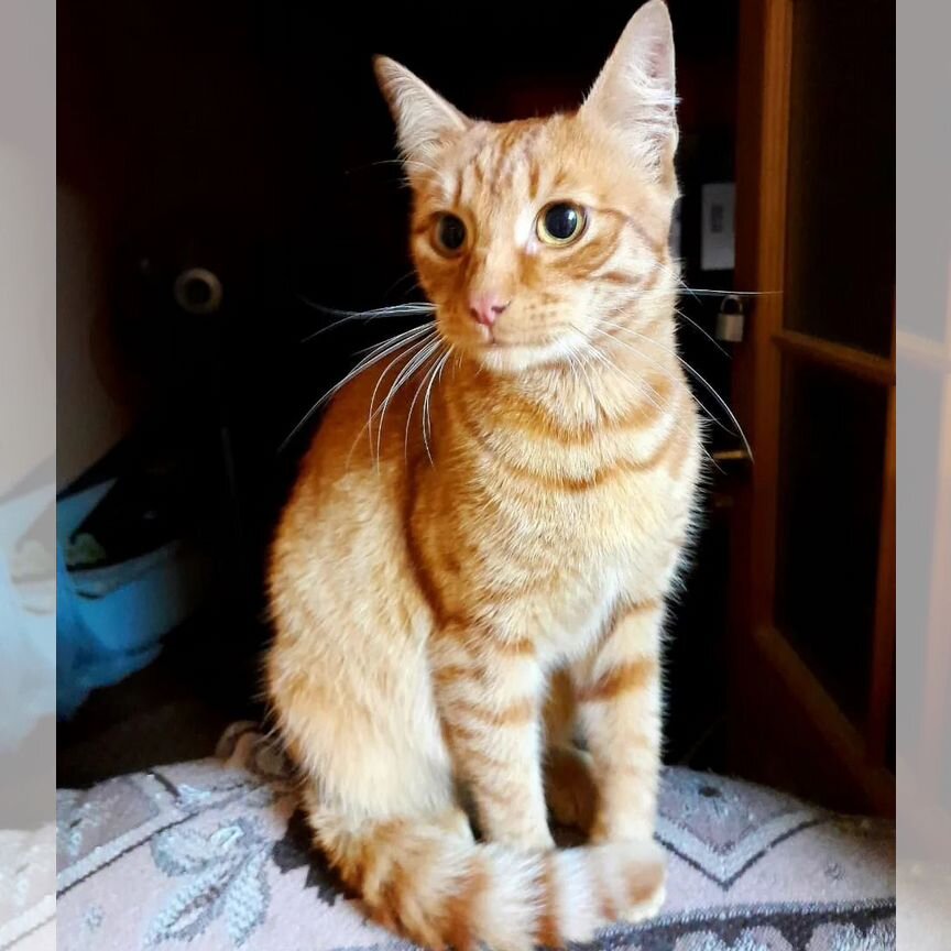 Взрослый кот в добрые руки