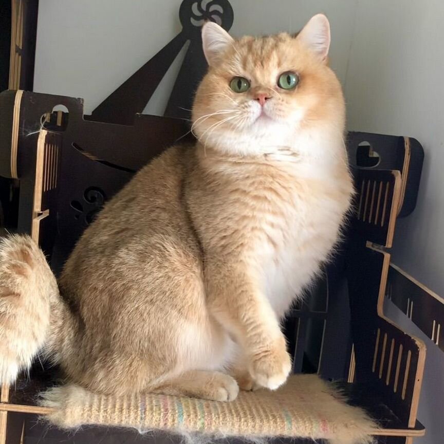 Очаровательный котик