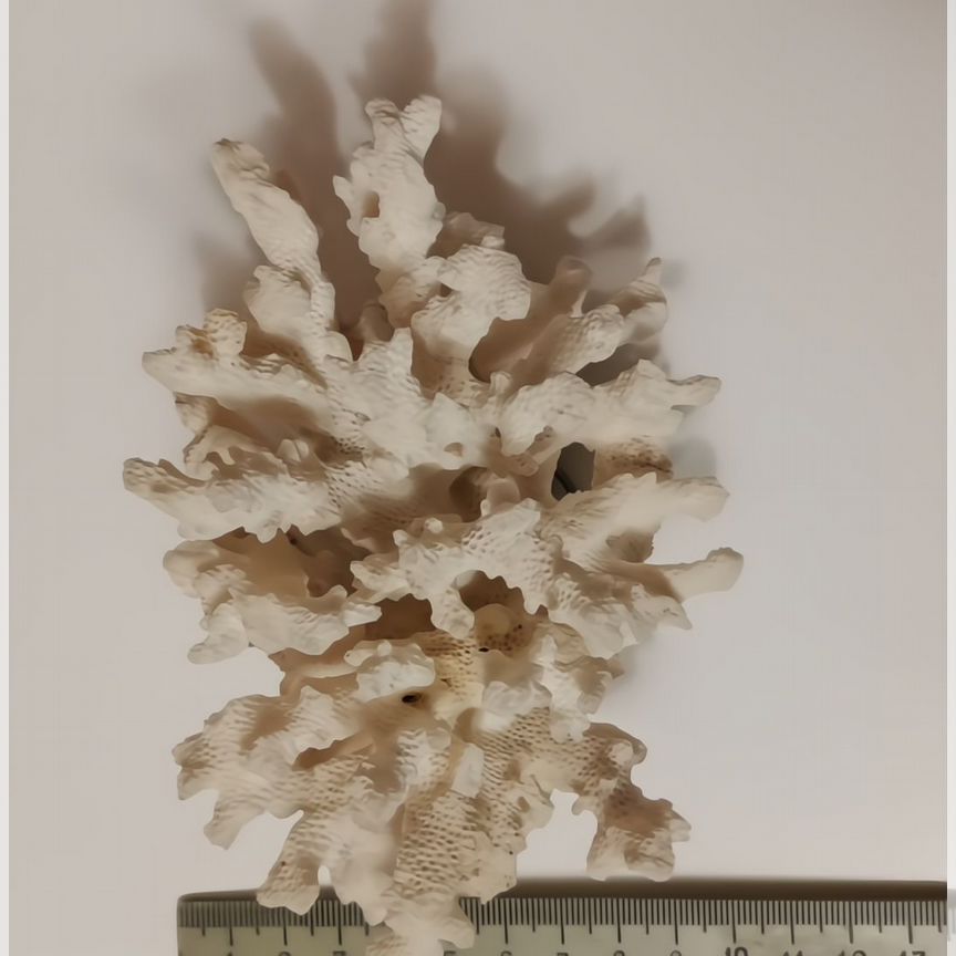 Корал окаменевший - Индийский Океан