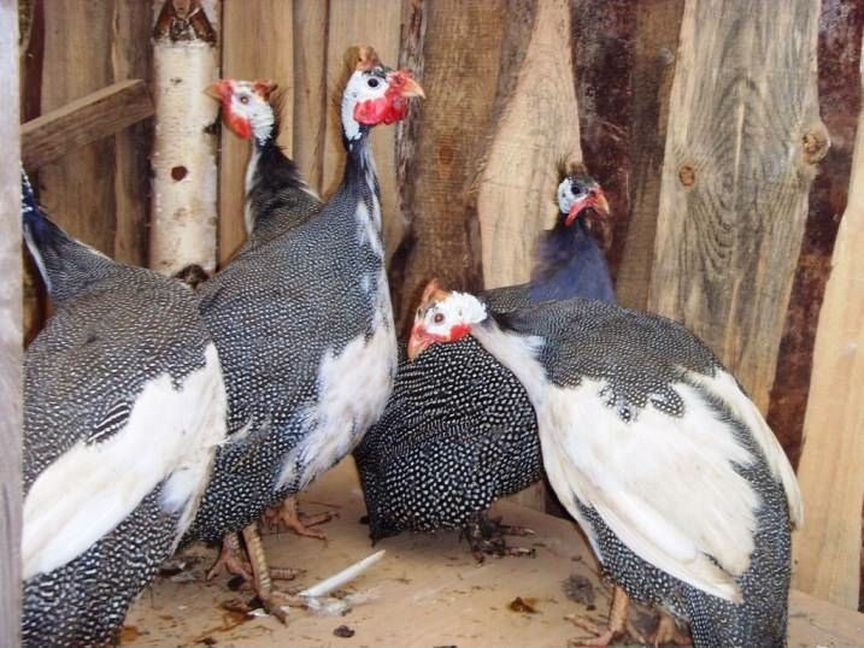 Цесарки