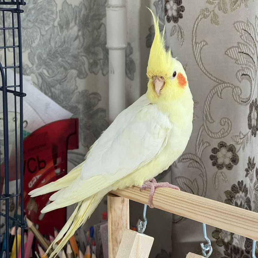 Попугай корелла с клеткой