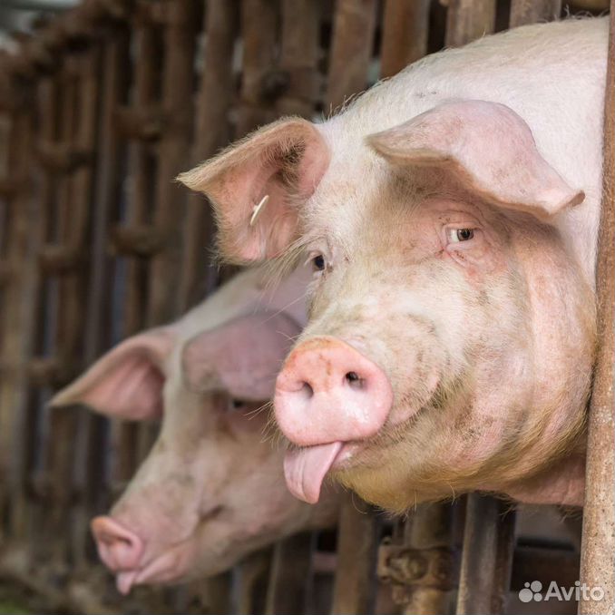 Поросенок ландрас