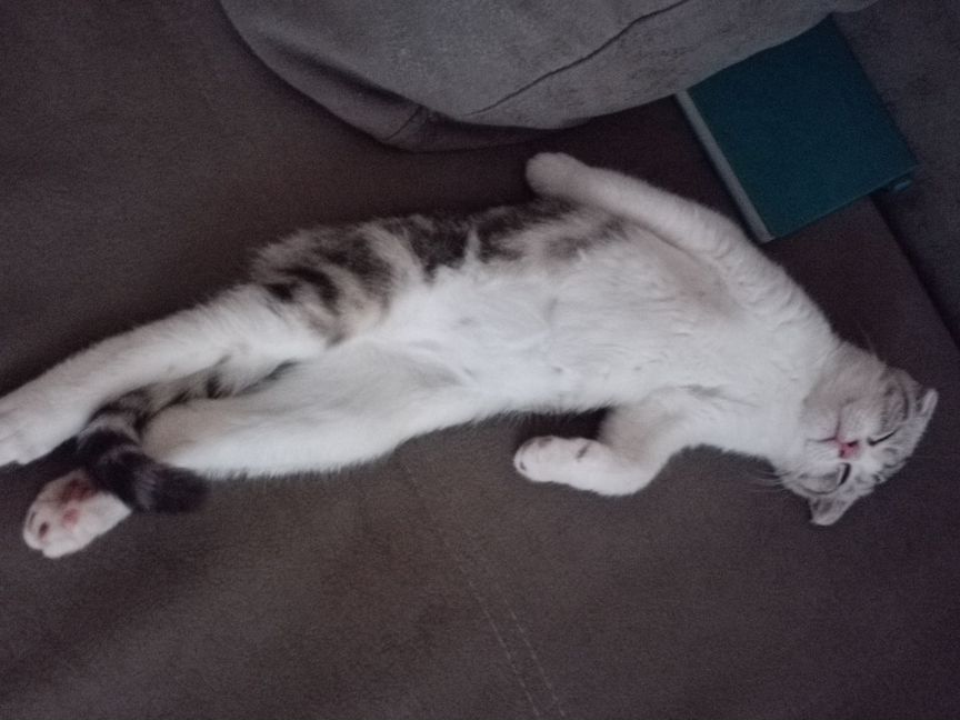 Шотландский котёнок