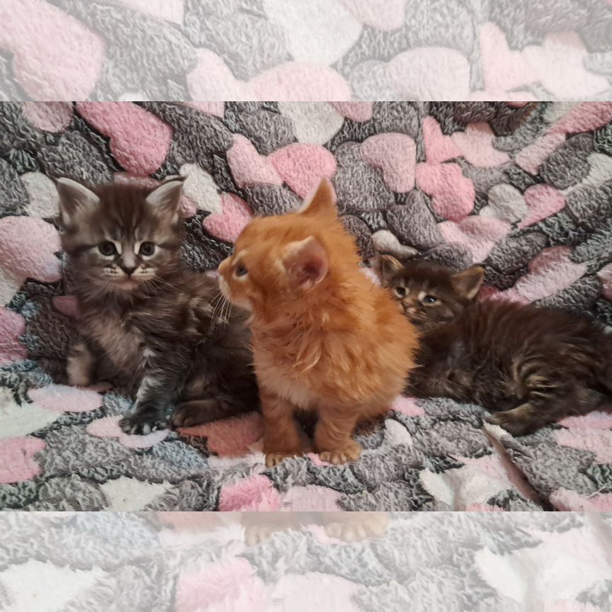 Мейн-кун котёнок
