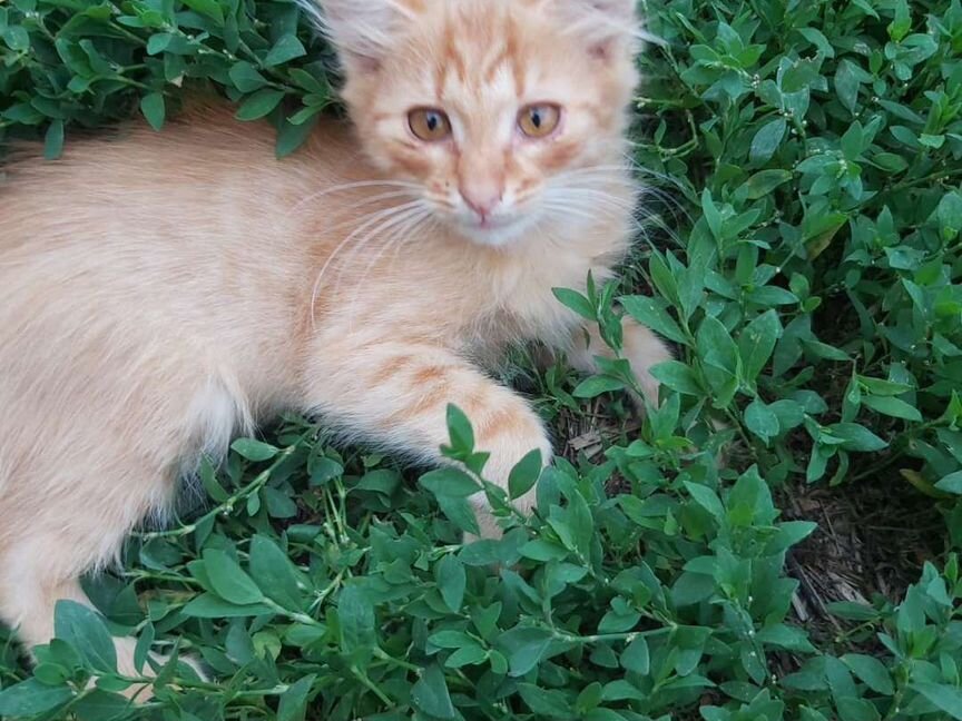 Отдам котика