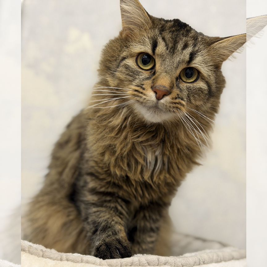 Взрослый кот в добрые руки