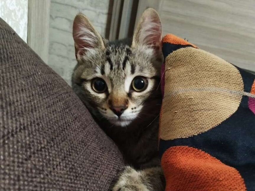 Котёнок мальчик ищет дом