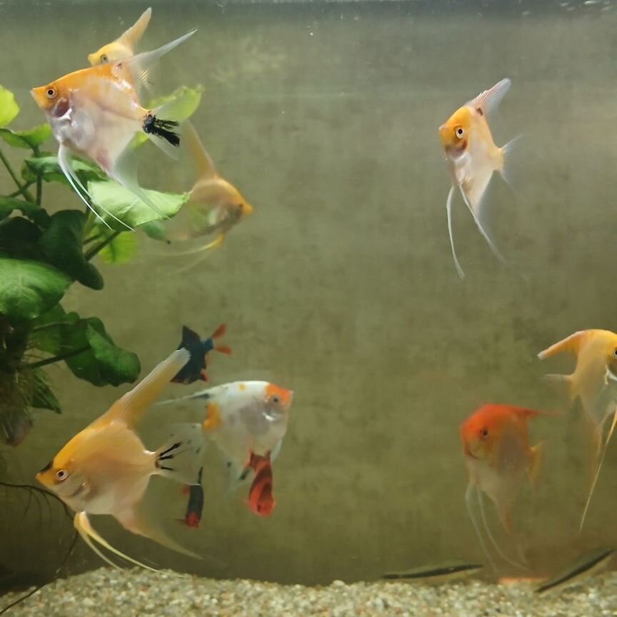 Продам скалярий