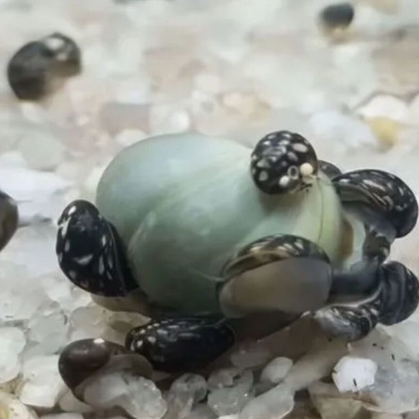 Теодоксус улитка