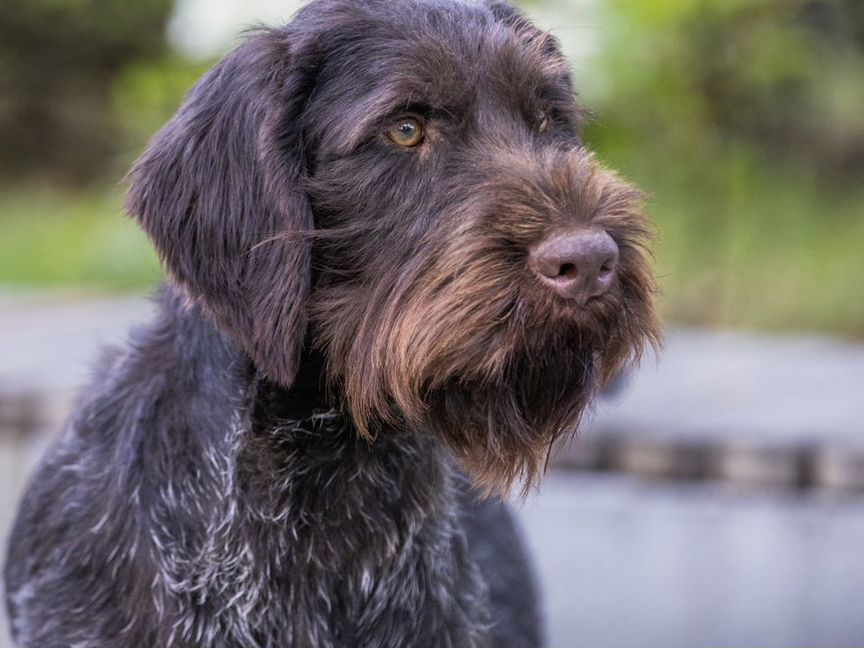 Собака дратхаар