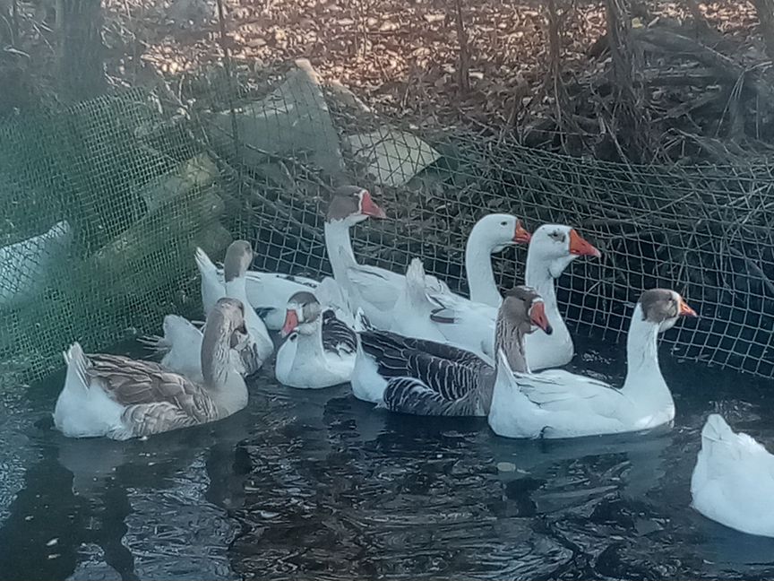 Гусак на племя